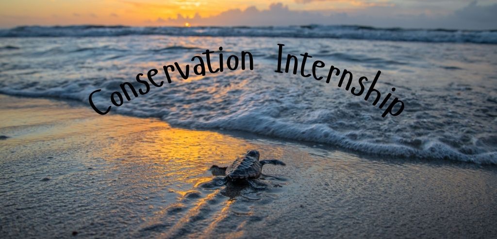 Conservation Internship Abroad: What to Know and Where to Go – MEMANTA
